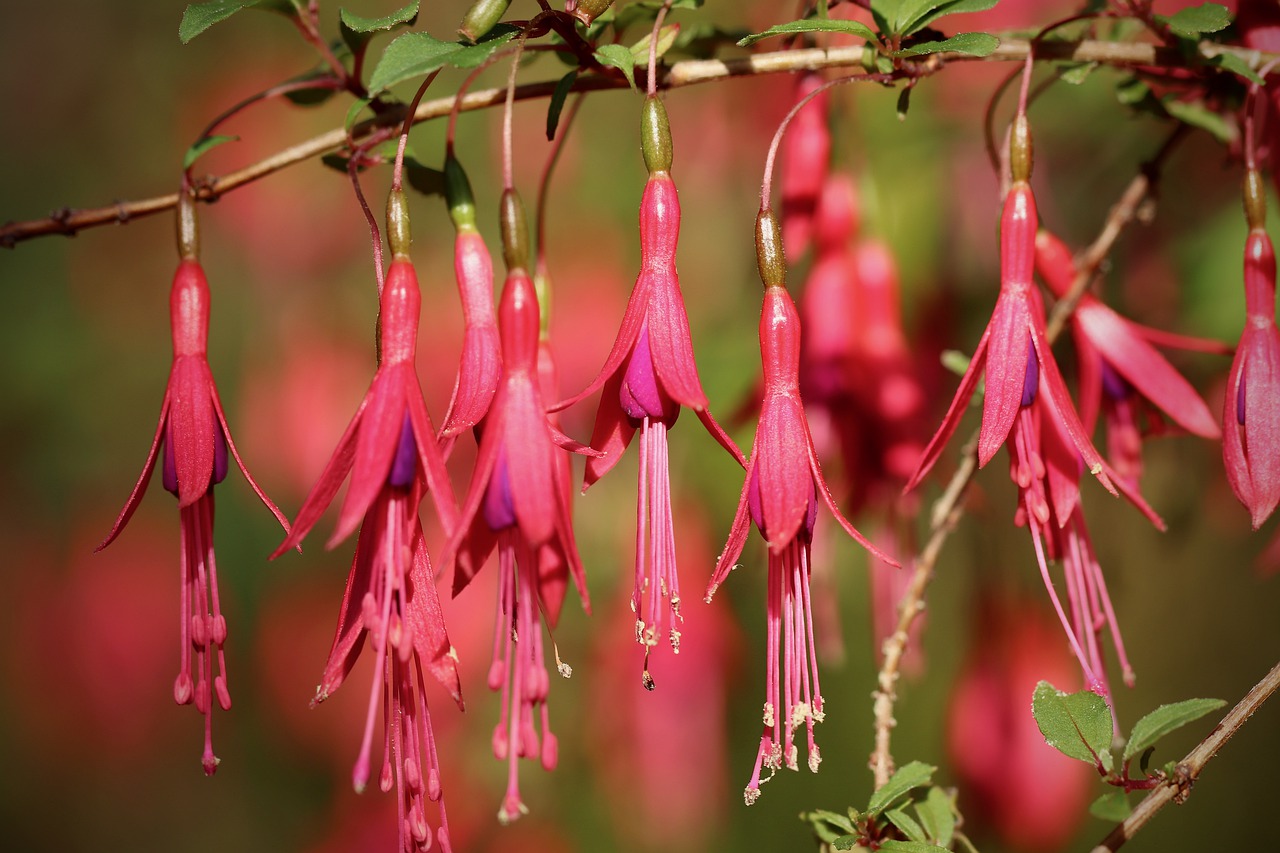 Guide to Growing Fuchsias in Pots and Gardens – Real Men Sow