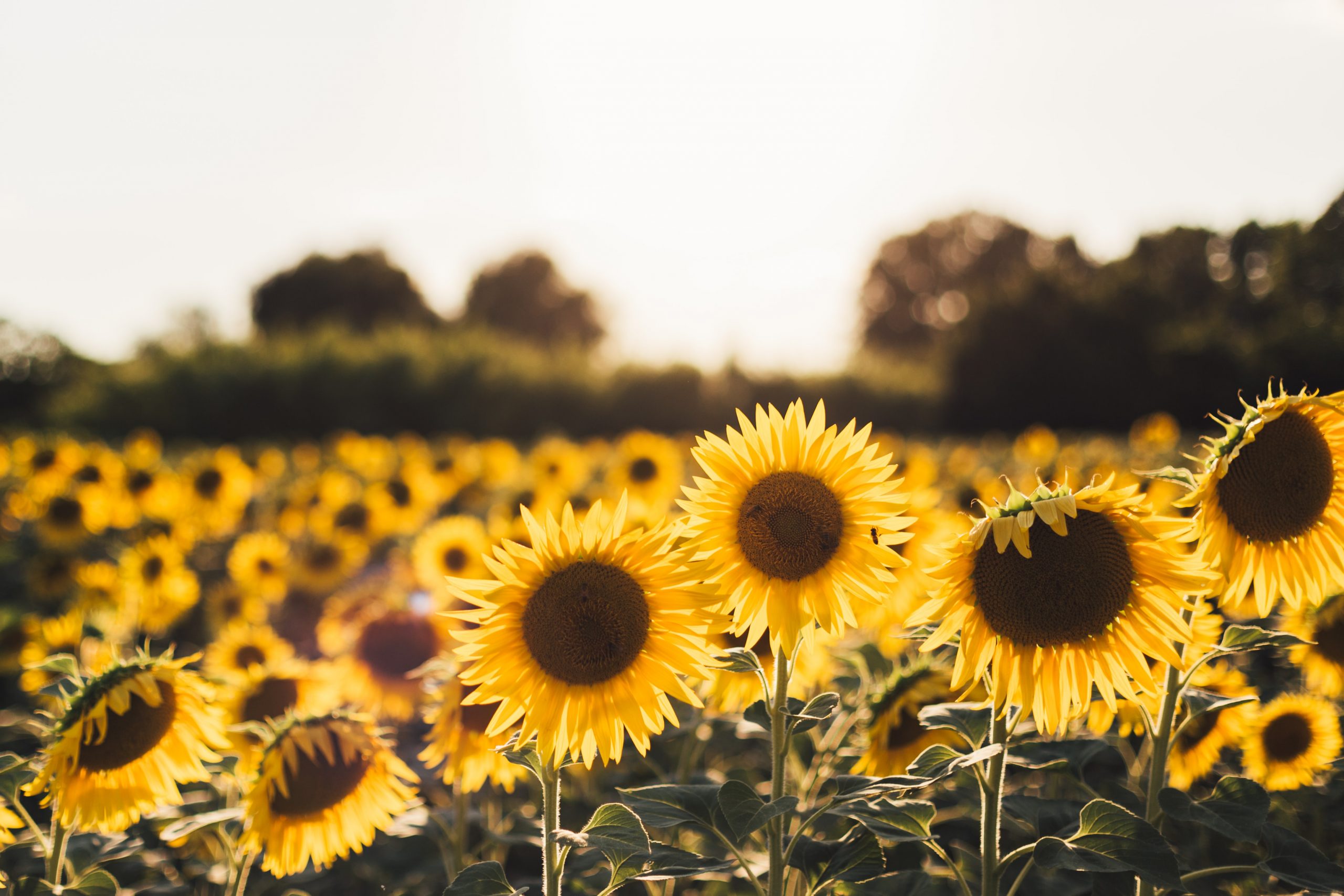 Growing Sunflowers In Pots Easy Guide For Gardeners Real Men Sow Growing Sunflowers In Pots Easy Guide For Gardeners Real Men Sow
