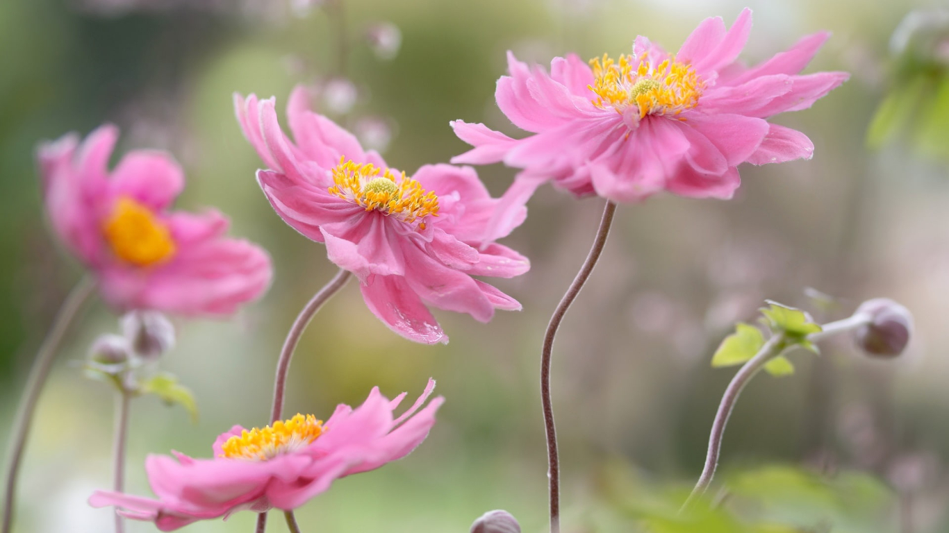 Japanese Anemones Growing Guide For Beginners – Real Men Sow