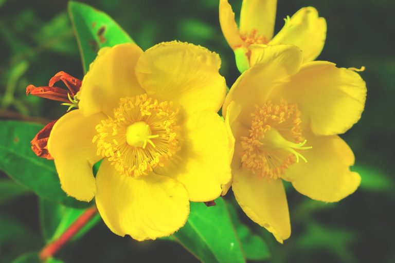 Hypericum Varieties: Planting and Caring Guide – Real Men Sow