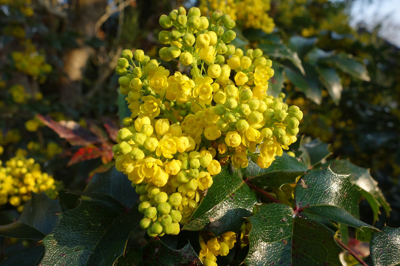 Growing Mahonia: Caring and Planting Guide (UK) – Real Men Sow