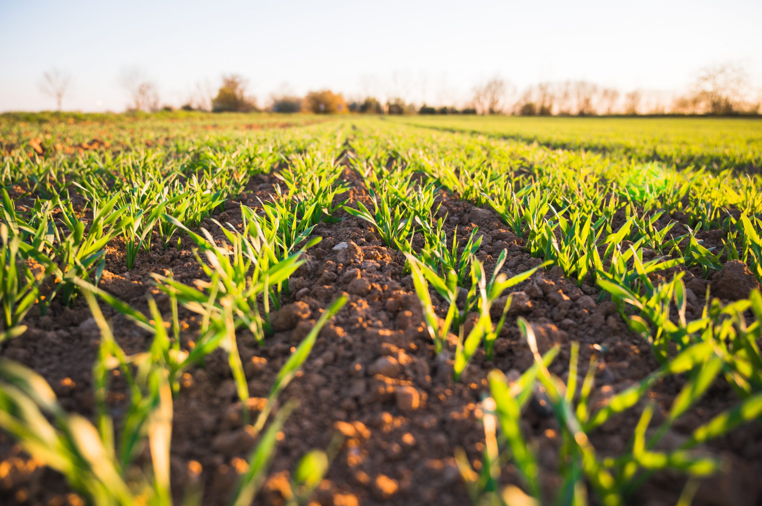 How To Identify Soil Type For Your Garden Real Men Sow How To Identify Soil Type For Your Garden Real Men Sow