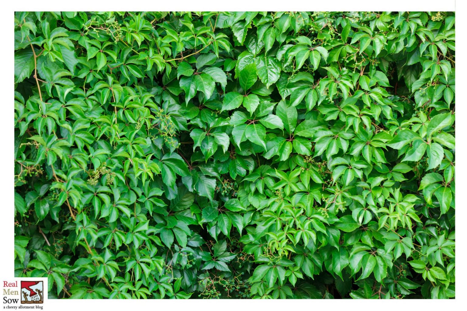 Evergreen Climber For North-Facing Wall In The UK – Real Men Sow