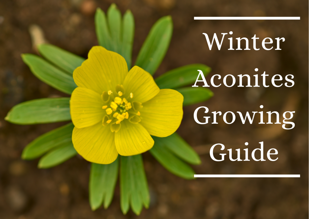 Winter Aconites Growing Guide – Real Men Sow