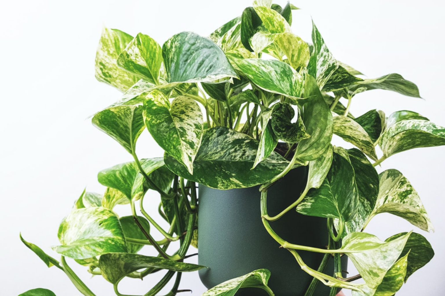 Guide to Growing Variegated Pothos Plants – Real Men Sow