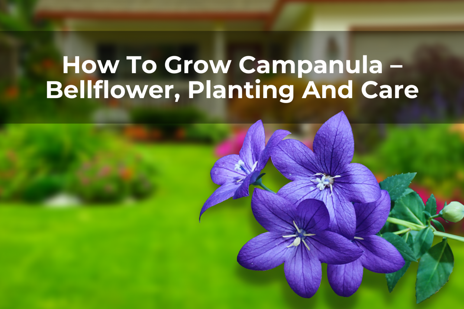 How To Grow Campanula or Bellflower, Planting And Care – Real Men Sow