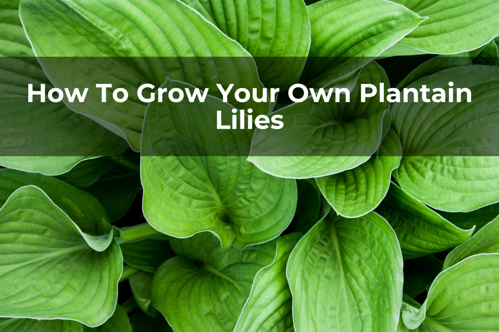 Plantain Lily: How To Grow Your Own – Real Men Sow