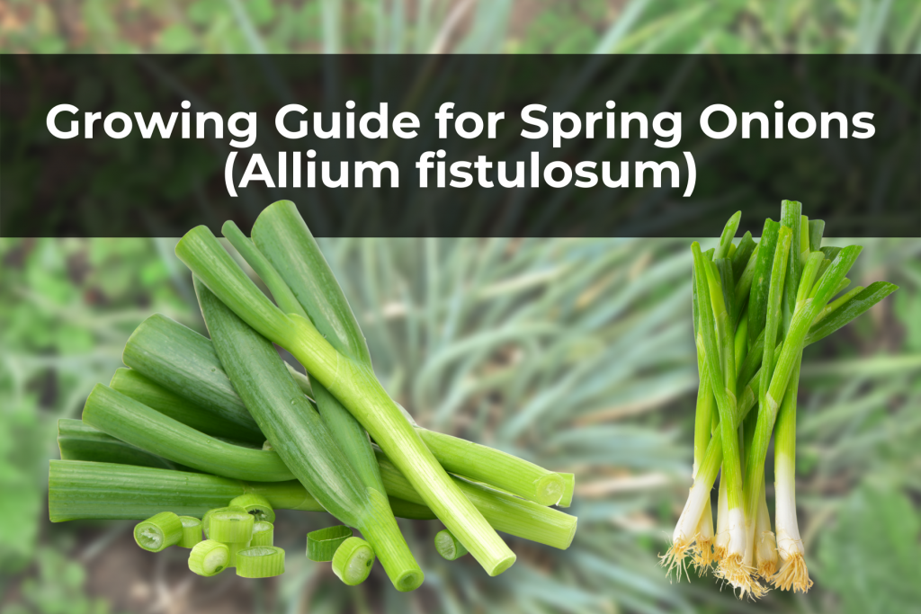 Growing Guide for Spring Onions (Allium fistulosum) – Real Men Sow