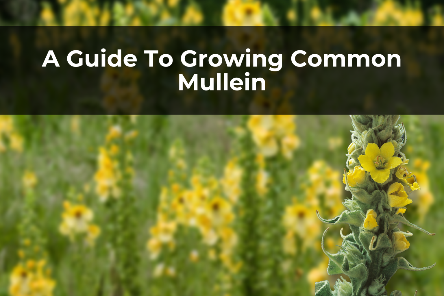 A Guide To Growing Common Mullein – Real Men Sow