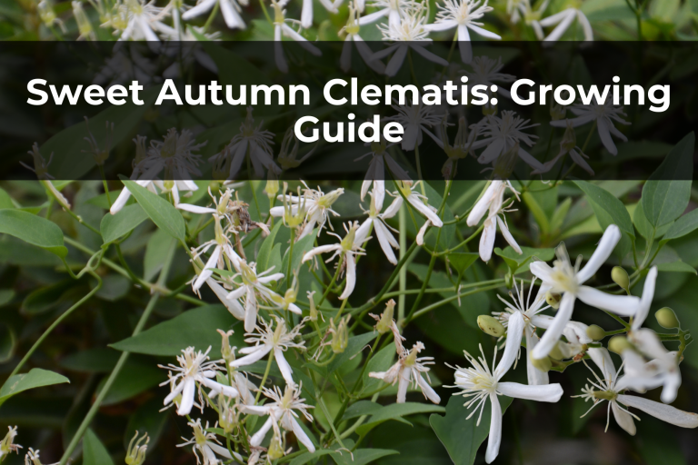 Sweet Autumn Clematis: Growing Guide – Real Men Sow